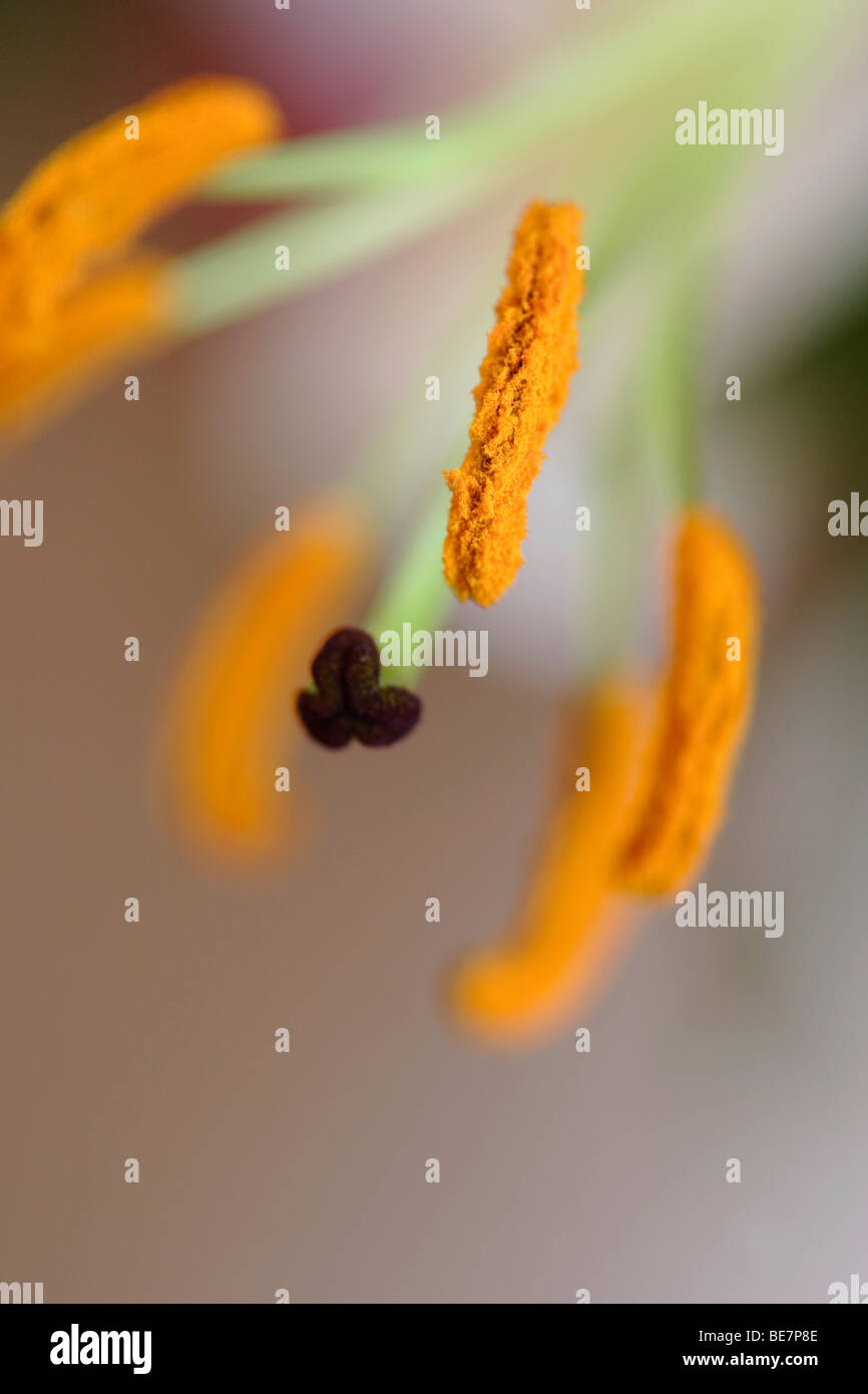 Lily (Lilium species) flower and stamens / anthers close up Stock Photo ...