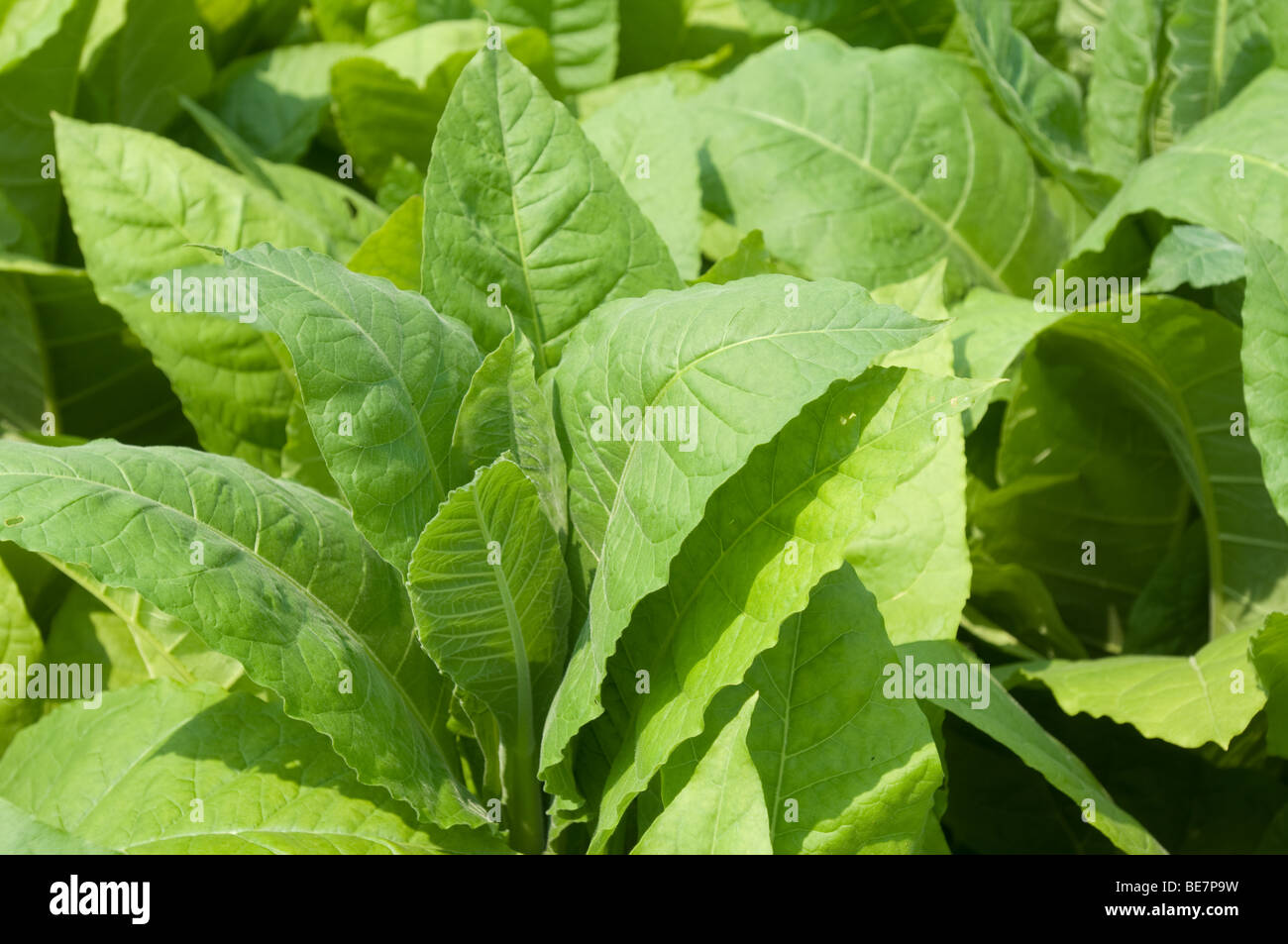 Tobacco plant close up shot Stock Photo - Alamy