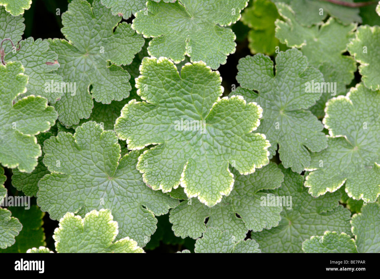 Geranium leaves hi-res stock photography and images - Alamy