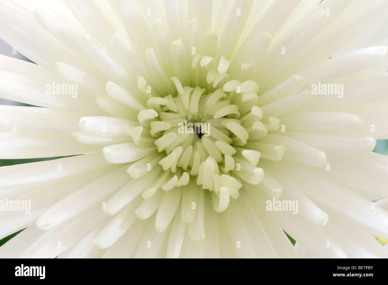 Chrysanthemum hi-res stock photography and images - Alamy