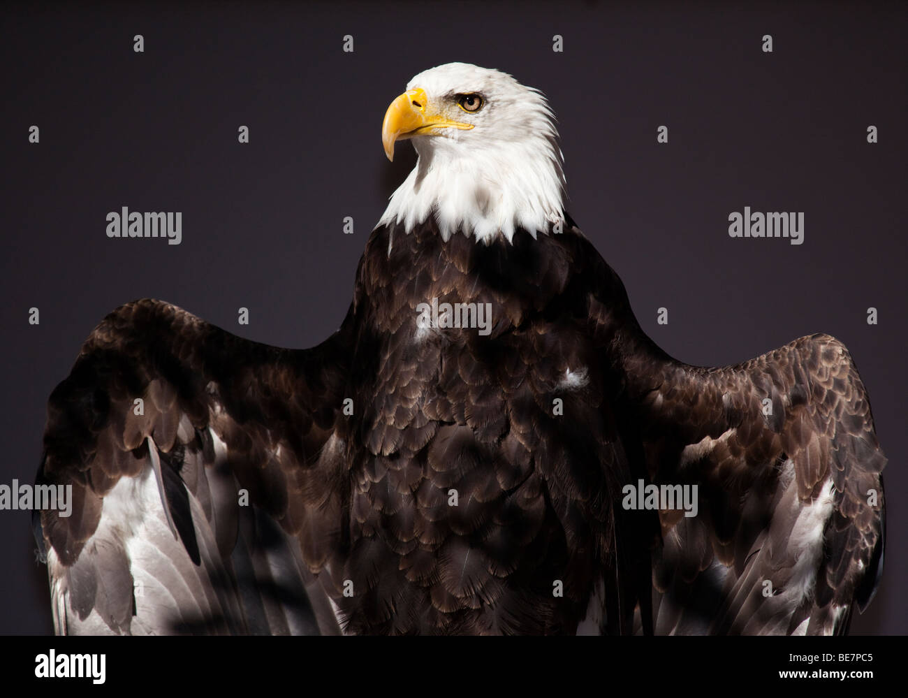 Spread wings eagle hi-res stock photography and images - Alamy