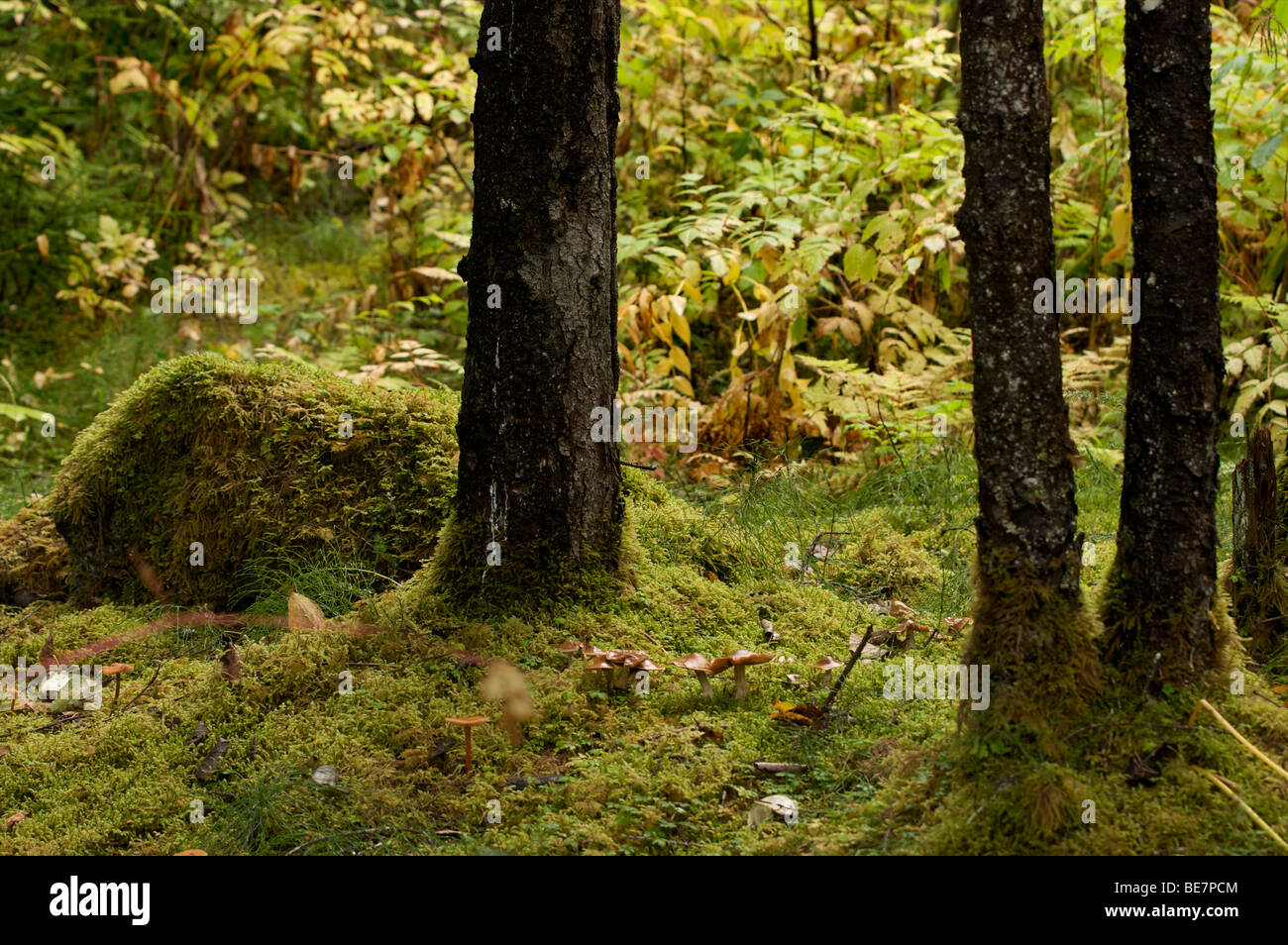 moss growing on rocks and trees in the Juneau Alaska rain forest Stock ...