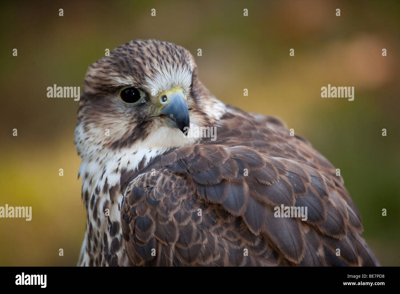 Ferruginous Hawk intense stare Stock Photo - Alamy
