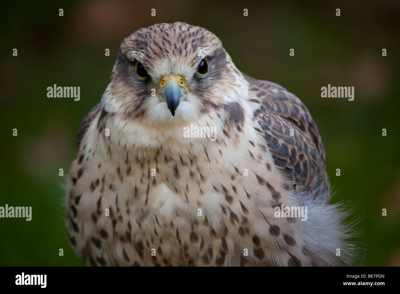 Ferruginous Hawk intense stare Stock Photo - Alamy