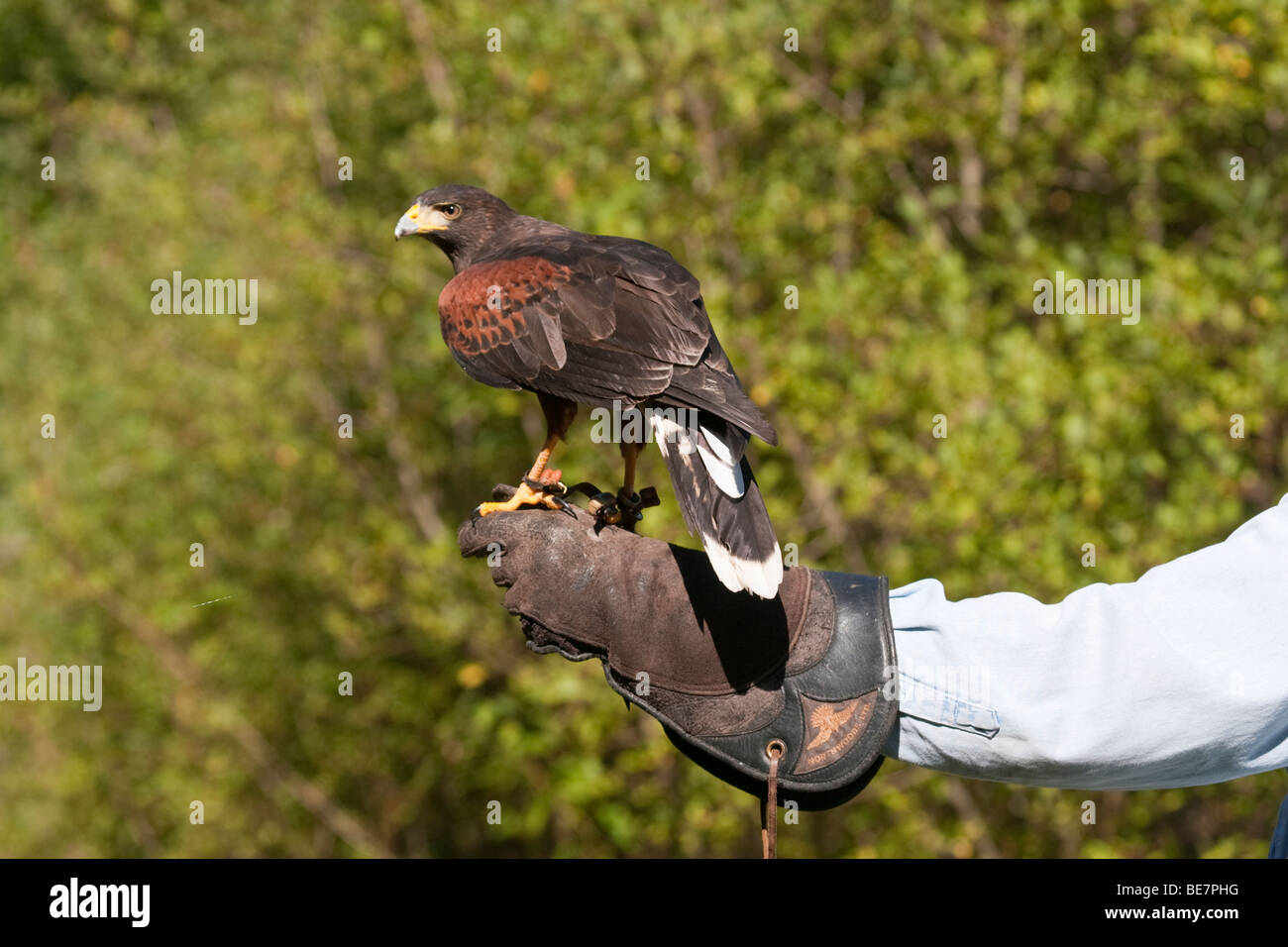 Harris Hawk on a falconers glove in Duncan, BC Stock Photo - Alamy