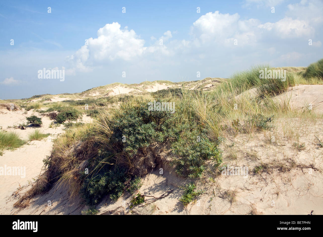 The Dunes between Scheveningen and Katwijk Holland Stock Photo - Alamy
