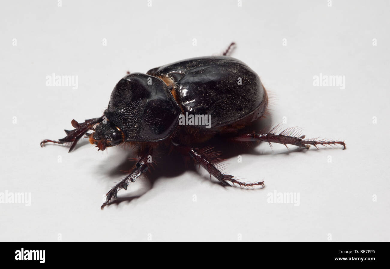 Rhinoceros beetle hi-res stock photography and images - Alamy