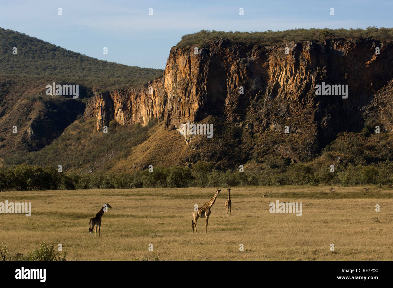 Maasai giraffe (Giraffa camelopardalis tippelskirchi), Hell's gate ...