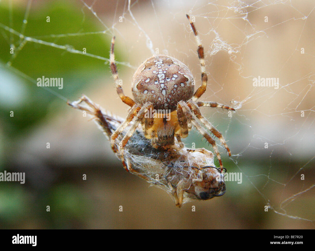 garden spider eating cricket Stock Photo - Alamy