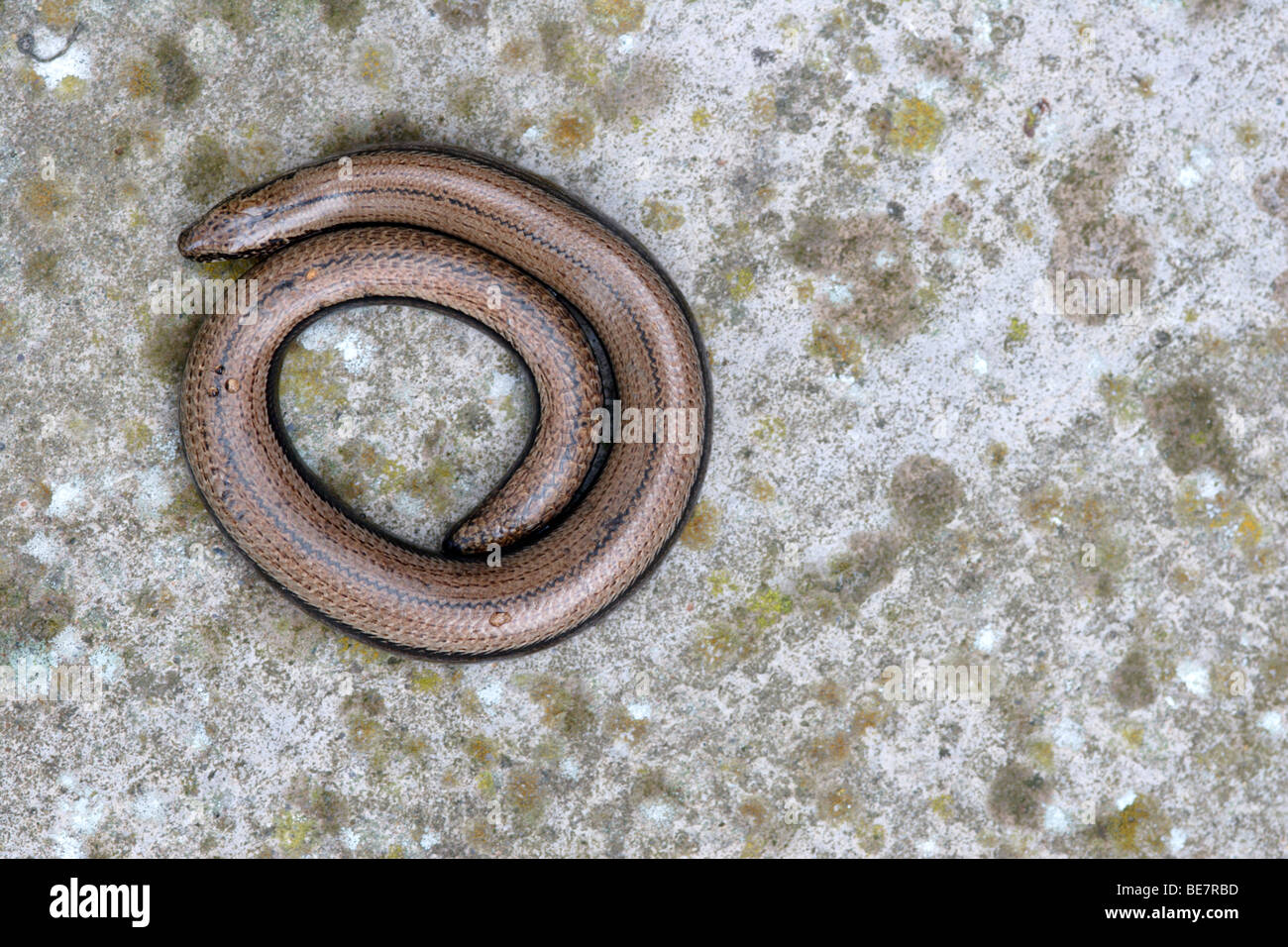Slow worm (Anguis fragilis) on concrete, England , UK Stock Photo - Alamy