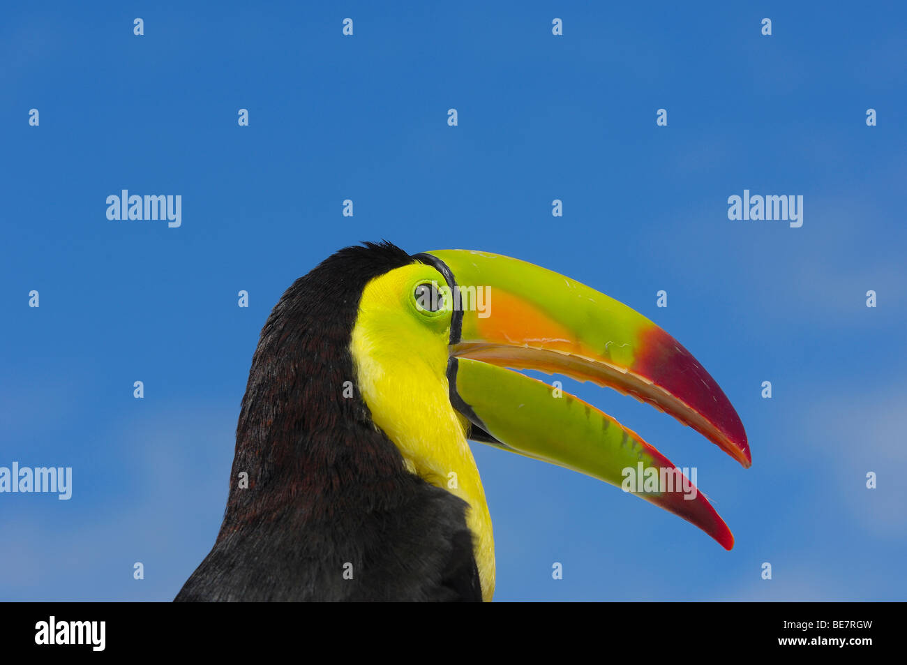 Tucan Cut Out Stock Images & Pictures - Alamy