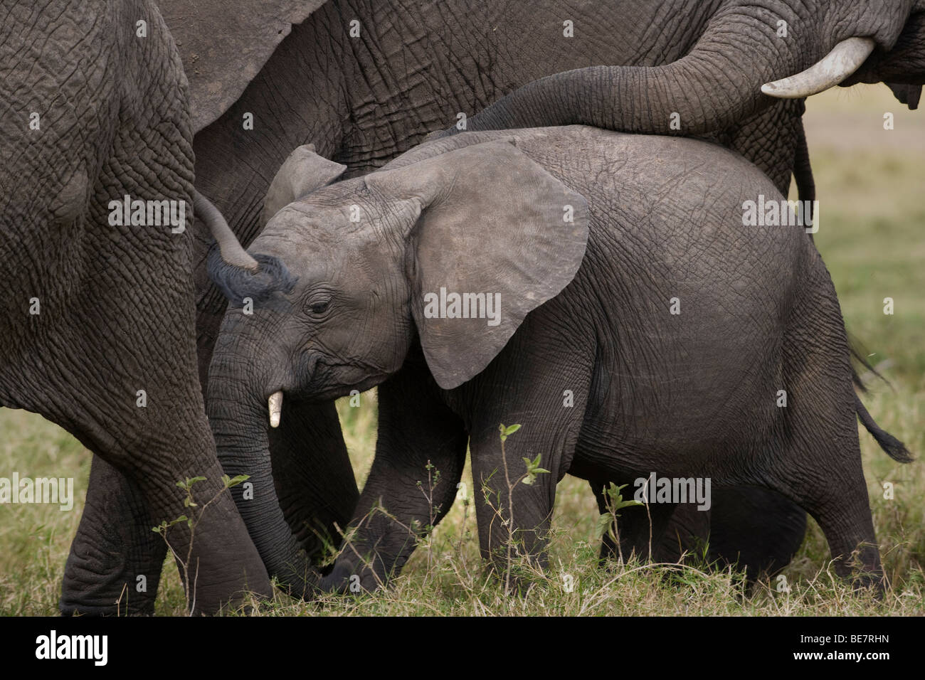Elephants Touching Trunks Stock Photos & Elephants Touching Trunks ...