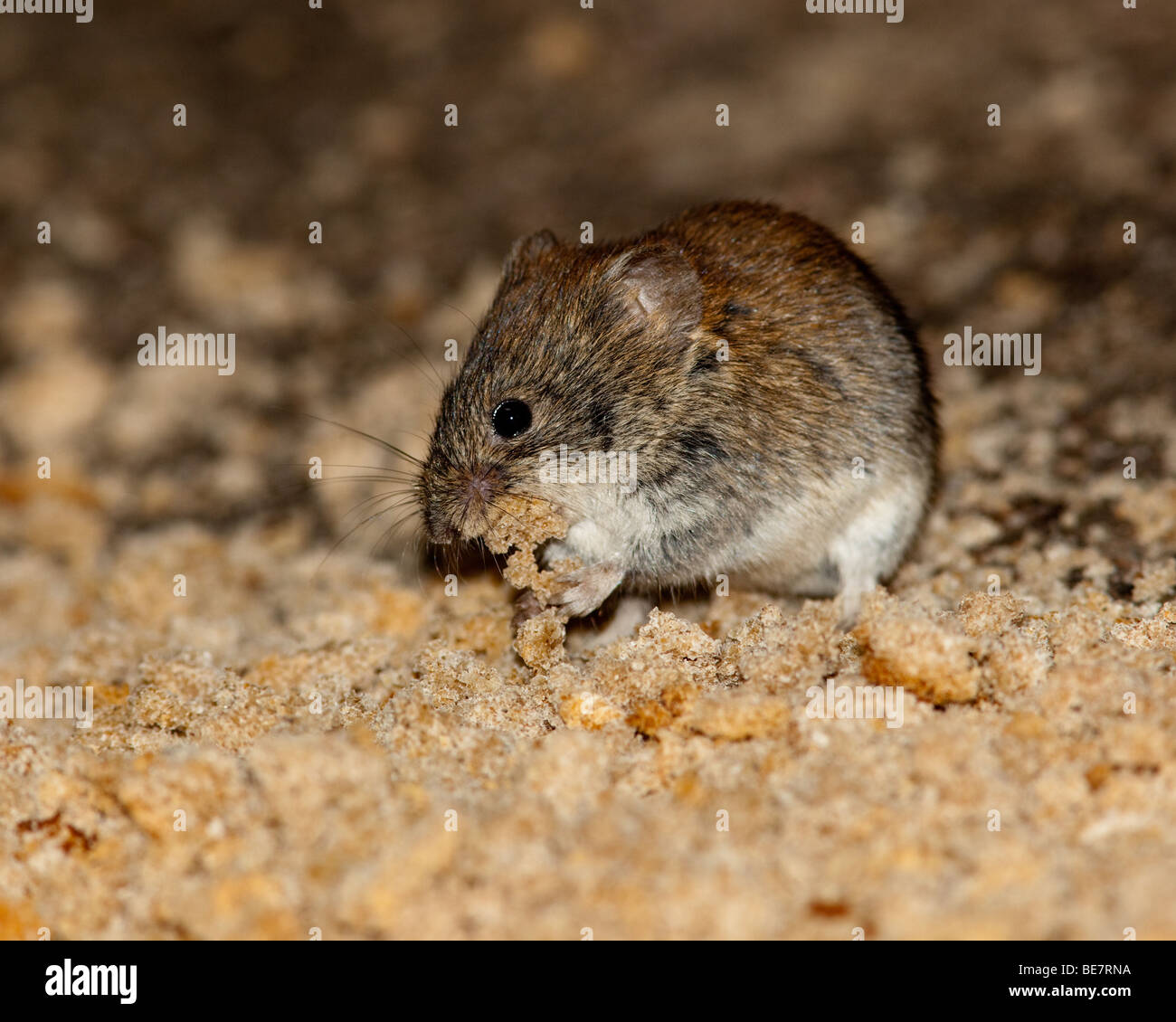 Nice brown mouse on the earth. A wildlife photo Stock Photo - Alamy