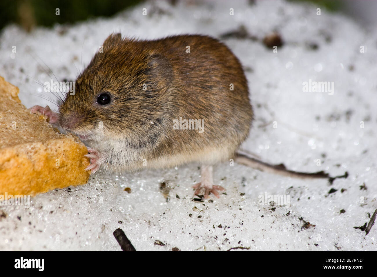 Brown mouse hi-res stock photography and images - Alamy