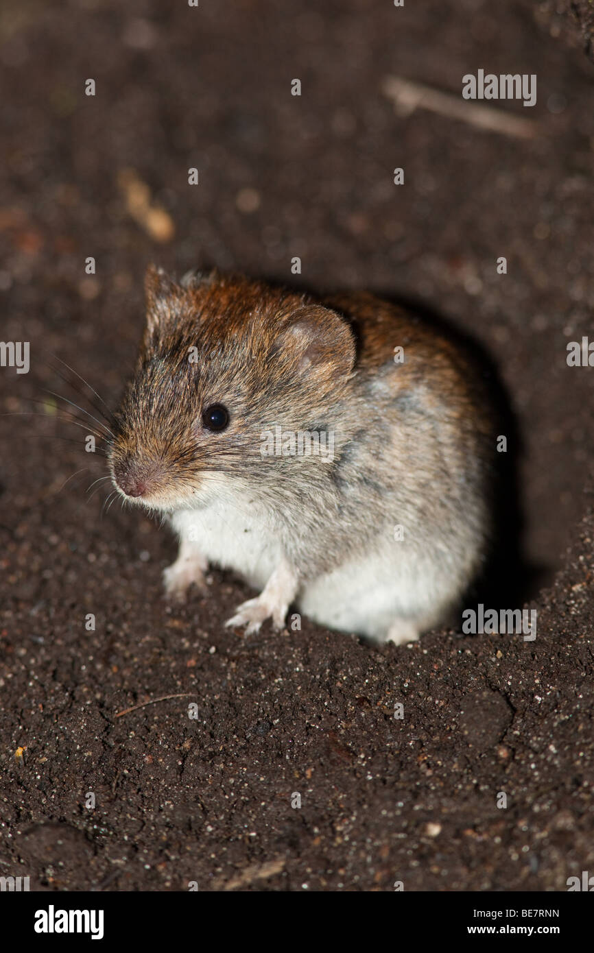 Brown mouse hi-res stock photography and images - Alamy