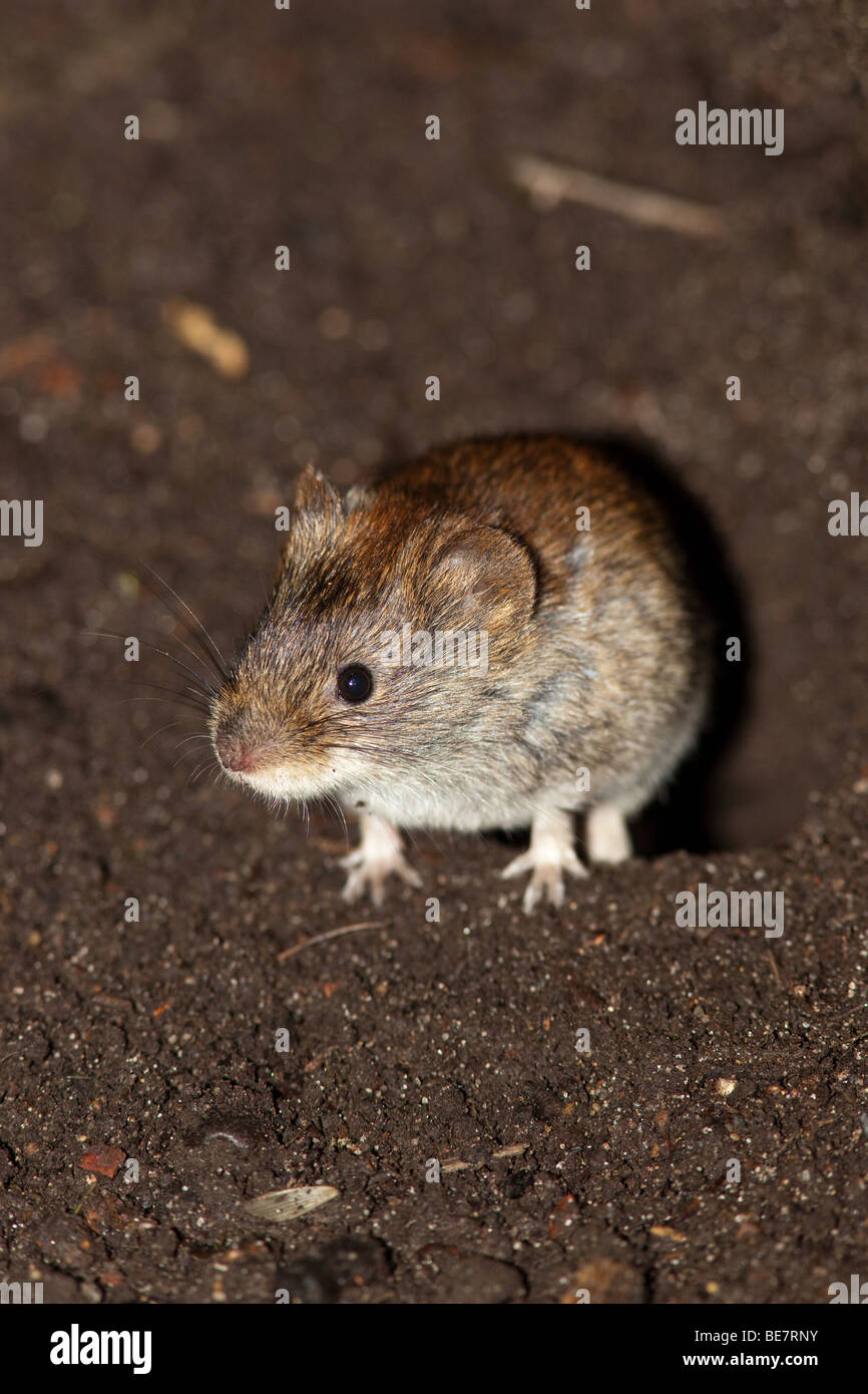 Brown mouse hi-res stock photography and images - Alamy