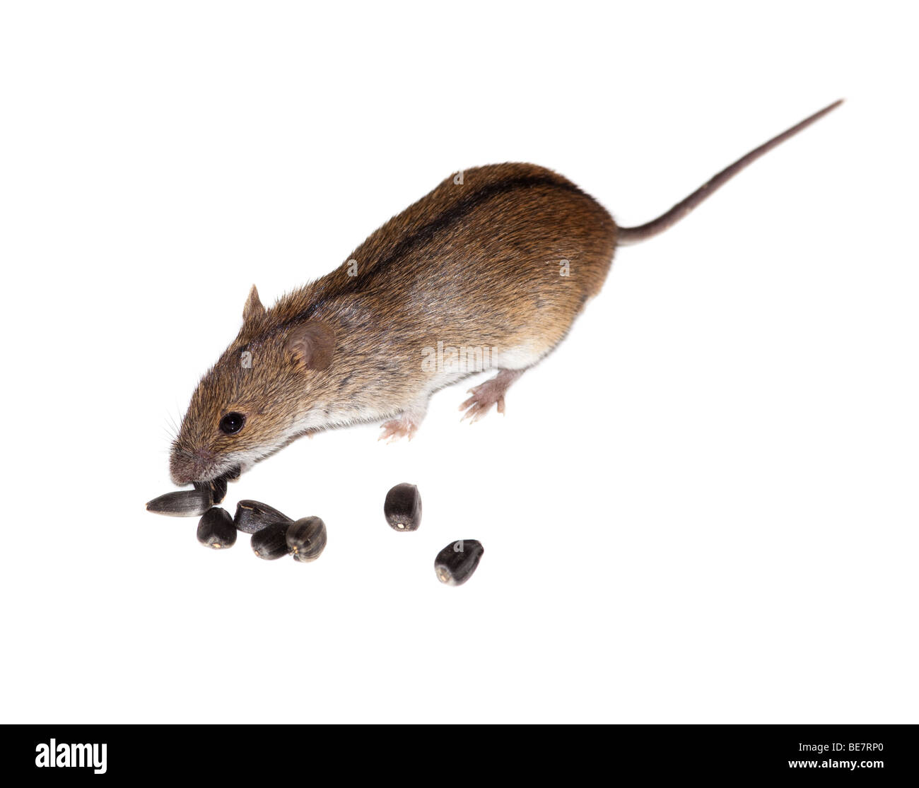 Apodemus agrarius hi-res stock photography and images - Alamy