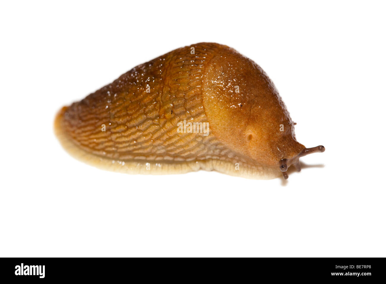 Slug - the slowest animal. It creeps on a white background Stock Photo ...