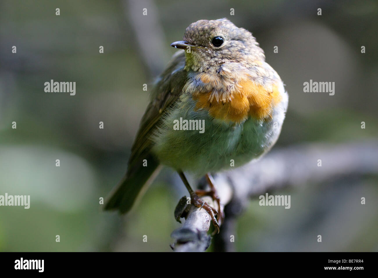 Robin fledgling nest hi-res stock photography and images - Alamy
