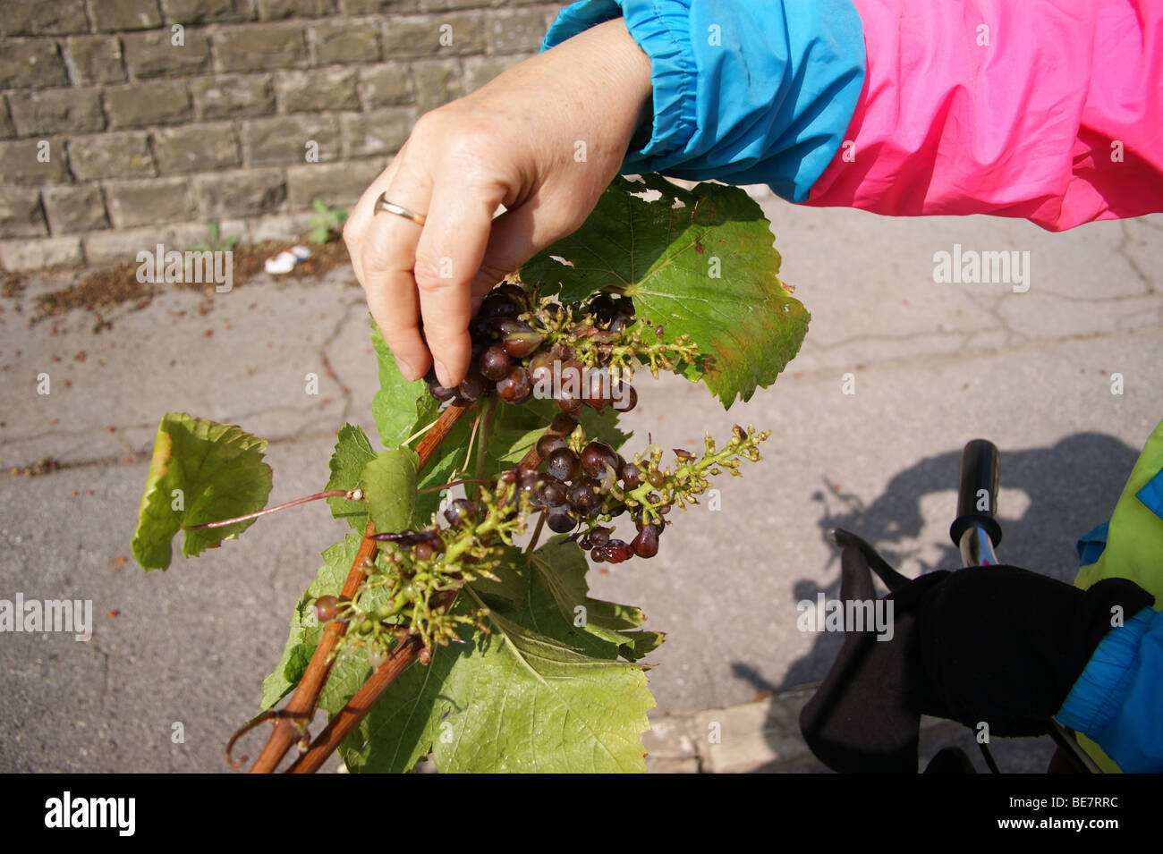 Sampling Pinot Grigio grapes dropped by a harvester, on the Luxembourg ...