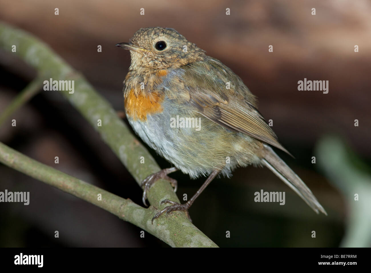 Just fledged bird on it's first flight out of the nest Stock Photo - Alamy