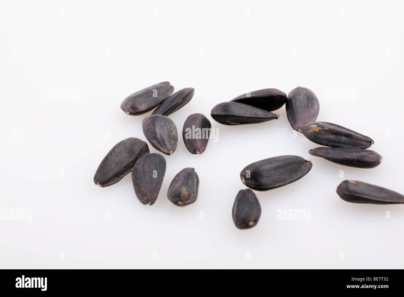sunflower seed Helianthus annuus against a white background Stock Photo ...