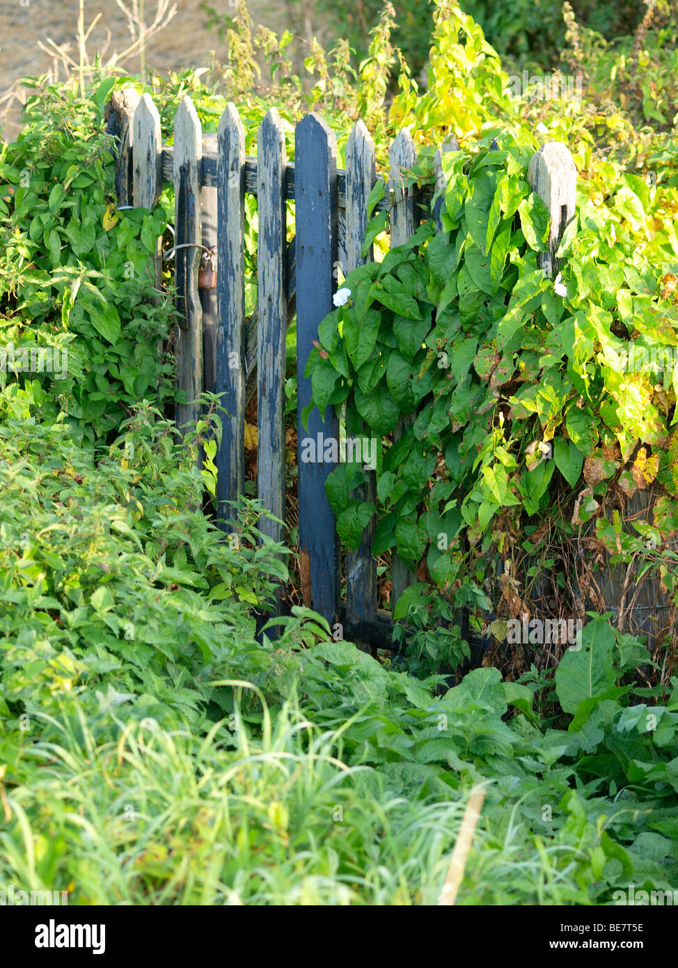 Ivy covered gate Stock Photo - Alamy