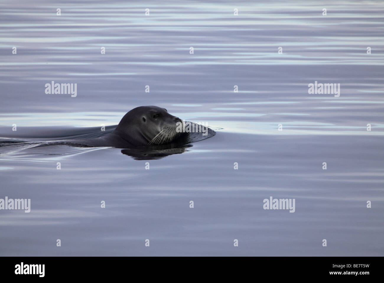 Arctic seal hi-res stock photography and images - Alamy