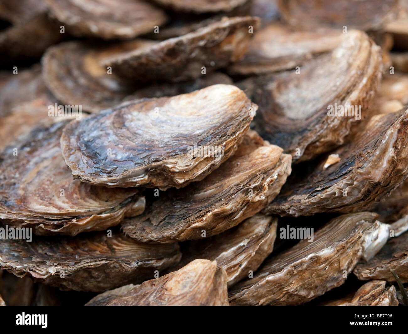 Stack of oysters Stock Photo - Alamy