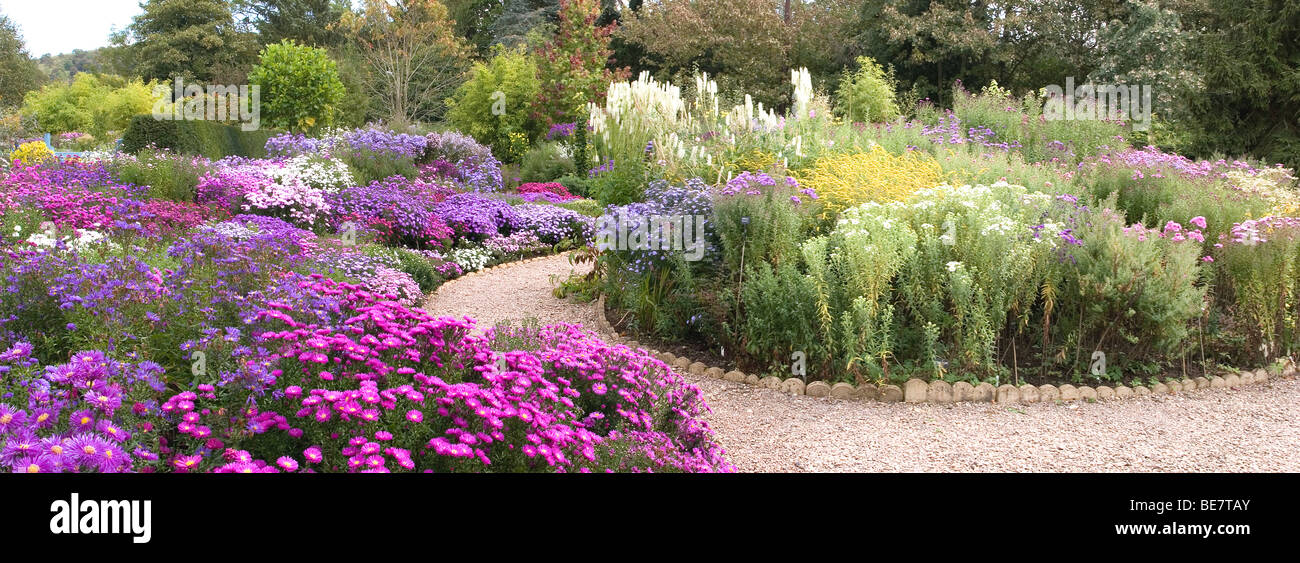 The national Michaelmas daisy collection Stock Photo - Alamy