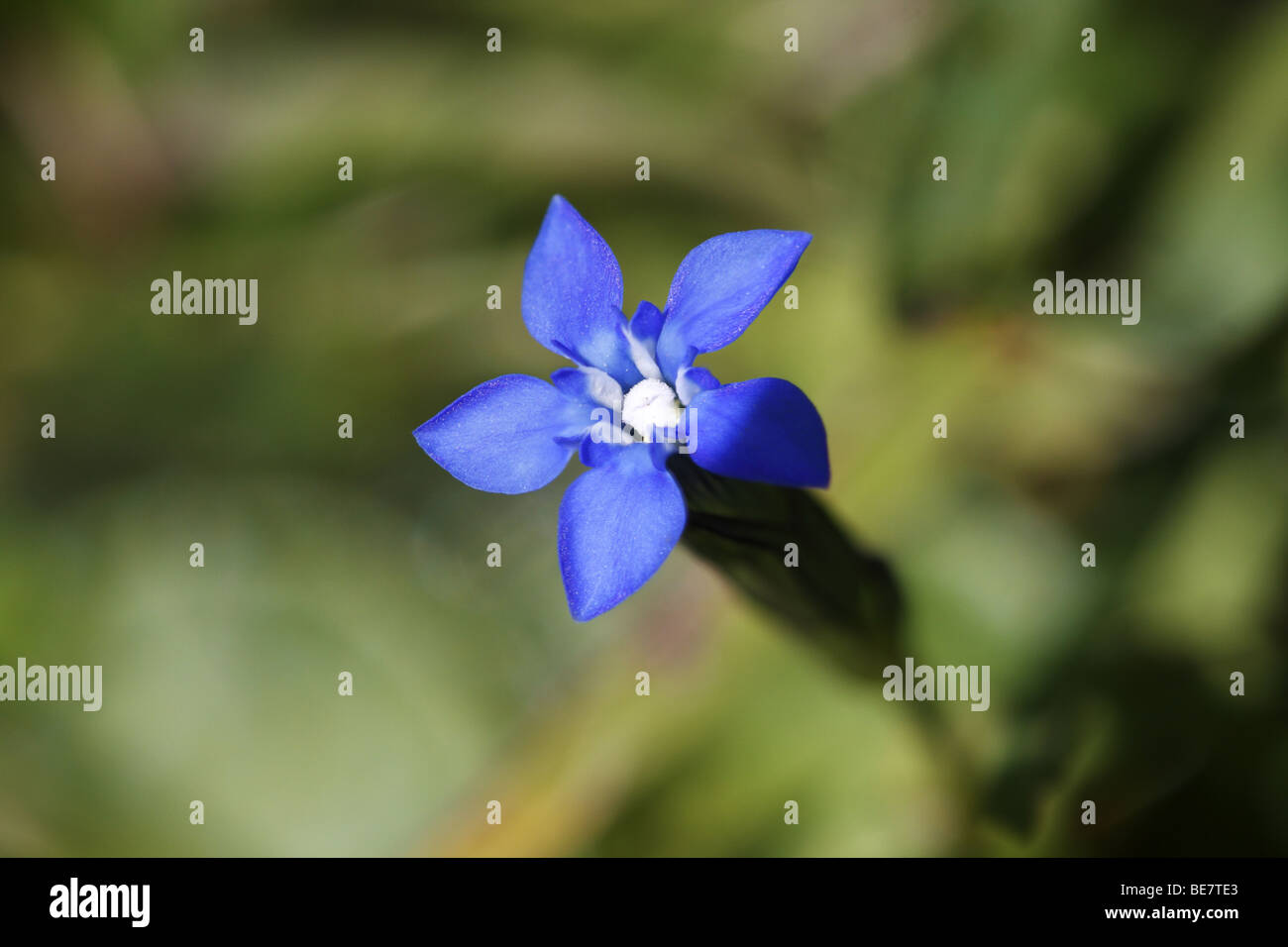 Snow gentian or alpine gentian gentiana nivalis hi-res stock ...