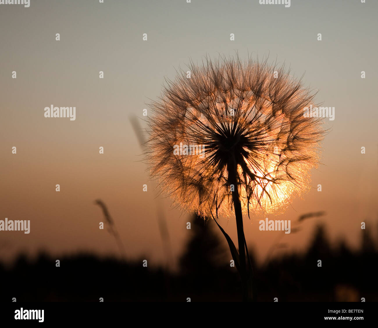 Goatsbeard seed pod hi-res stock photography and images - Alamy