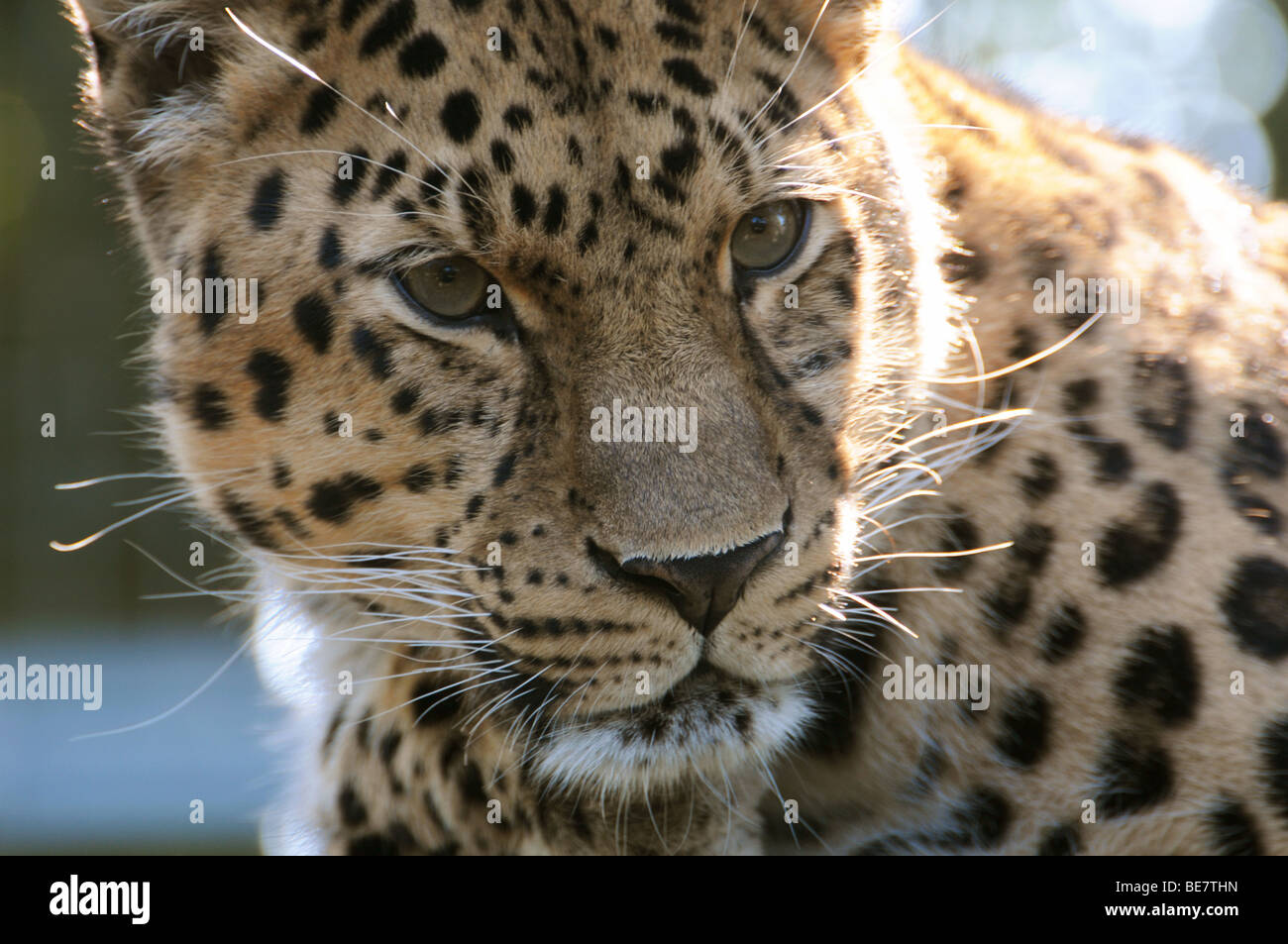 Male Amur leopard Stock Photo - Alamy