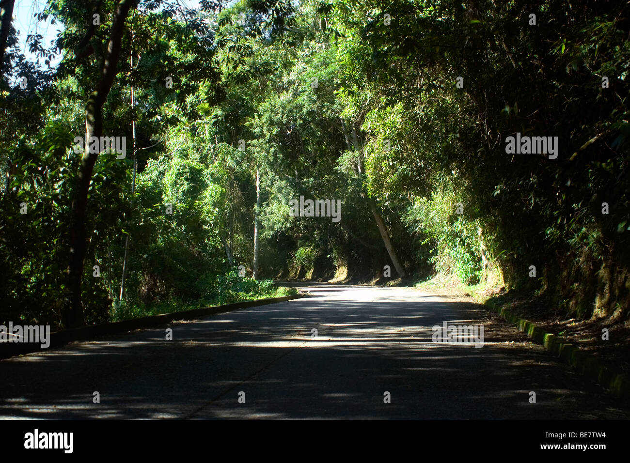 Road inside Tijuca National Forest Park, Rio de Janeiro, Brazil Stock ...