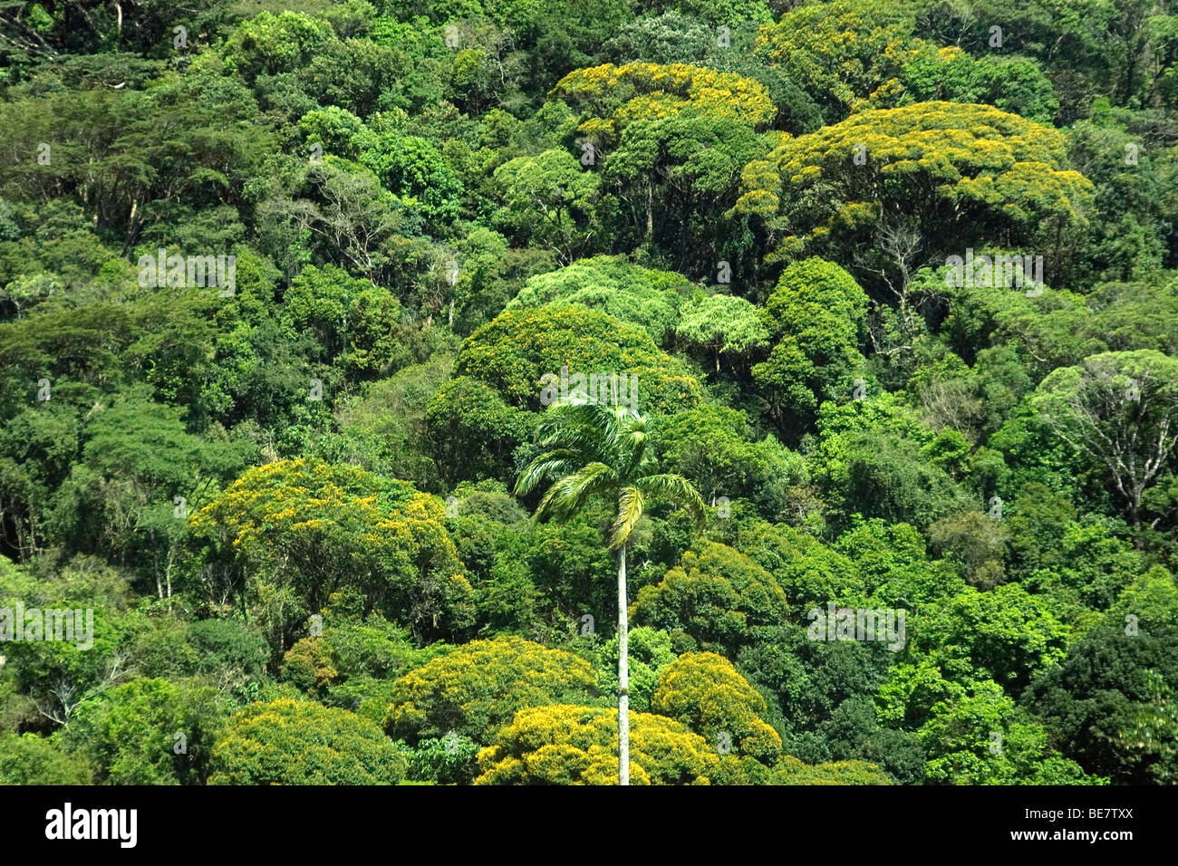 Tijuca Rainforest High Resolution Stock Photography and Images - Alamy