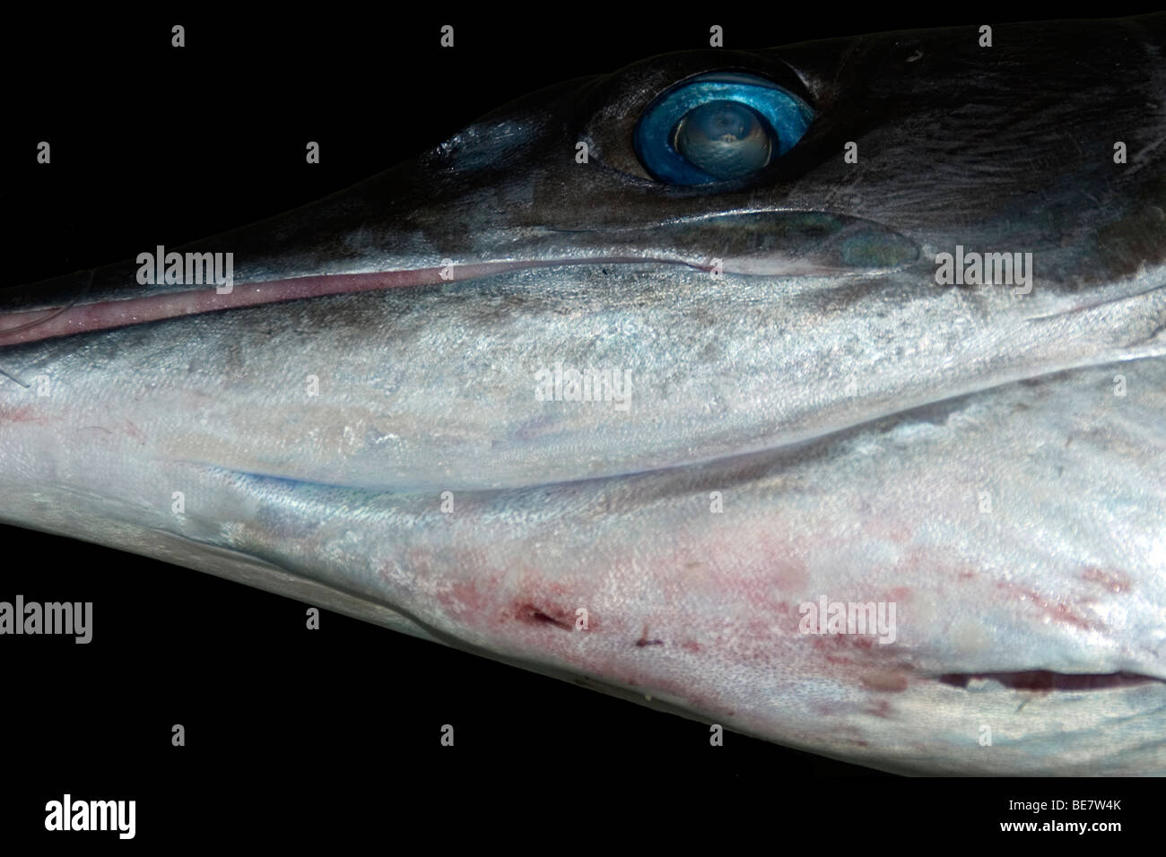 Xiphias gladius dead fish hi-res stock photography and images - Alamy