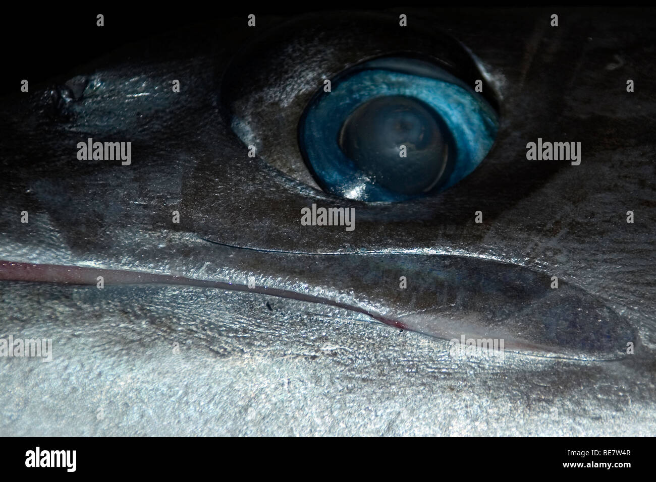 Eye detail of a swordfish, Xiphias gladius, Vitoria, Espirito Santo ...