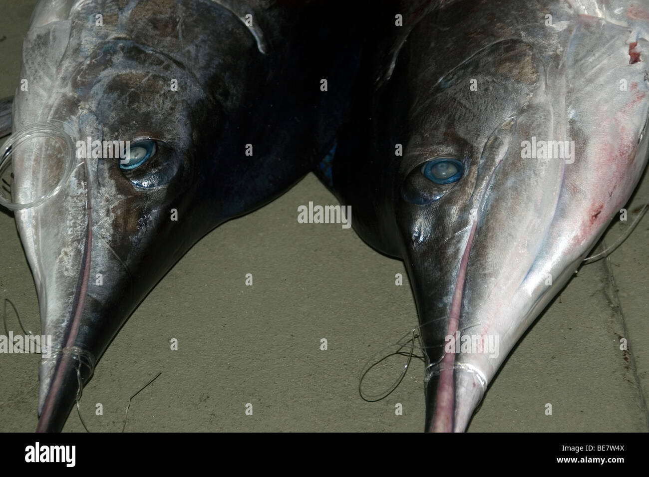 Swordfishes, Xiphias gladius, Vitoria, Espirito Santo, Brazil Stock ...