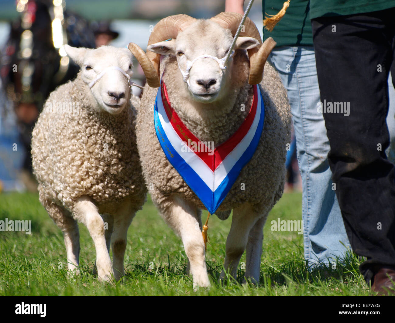 Champion ram and sheep Stock Photo - Alamy