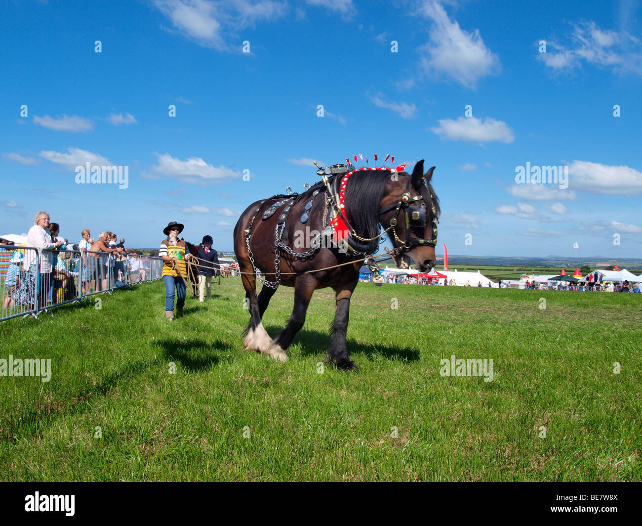 Woman leading a shire horse around parade ring Stock Photo - Alamy