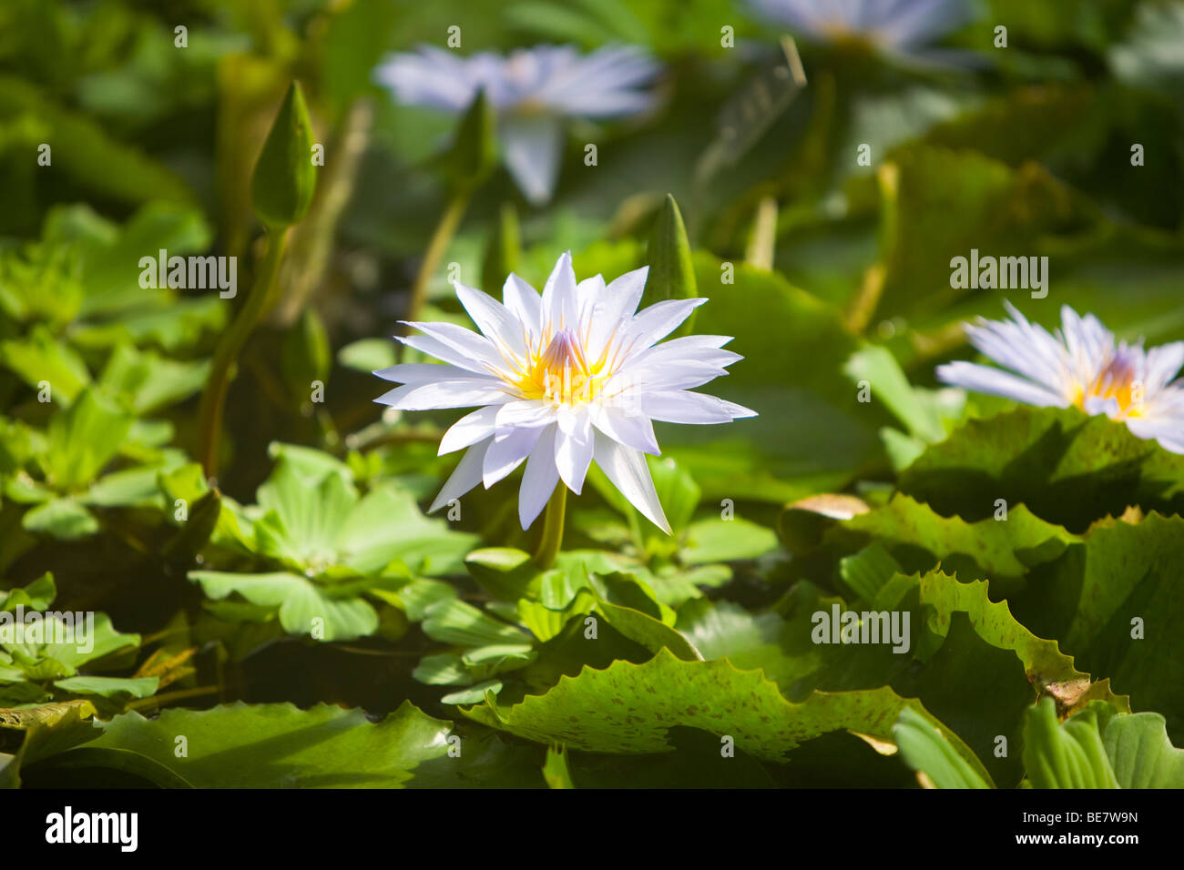 Plants at The Royal Botanical Gardens, Edinburgh Stock Photo - Alamy