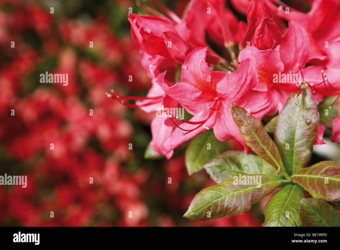 Azalea varieties hi-res stock photography and images - Alamy