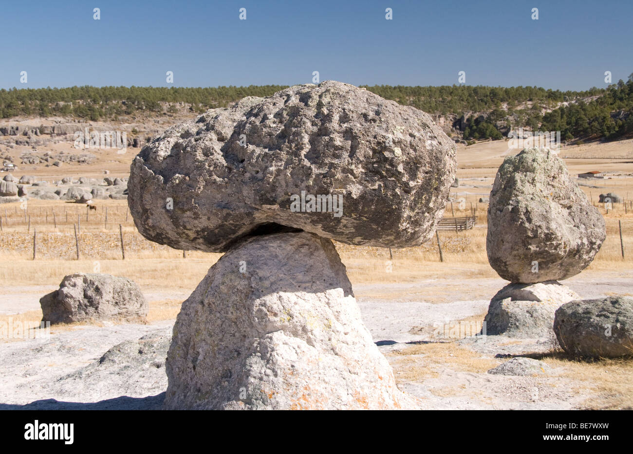 Hongos hongos hongos hongos hongos hi-res stock photography and images ...