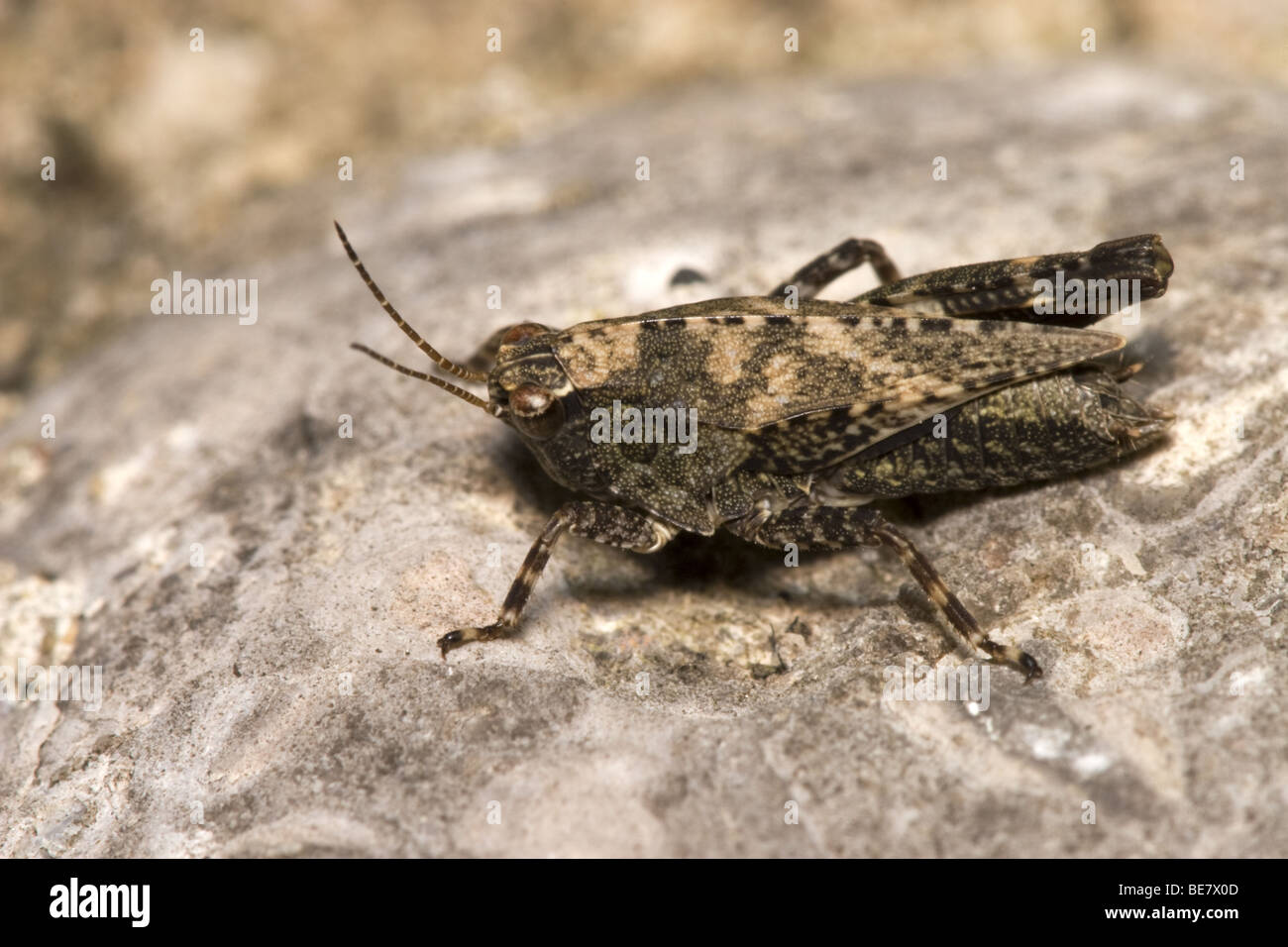 Grouse locust hi-res stock photography and images - Alamy