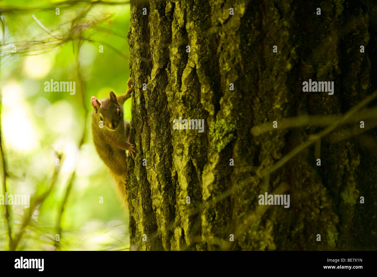 Red squirrel clings side tree hi-res stock photography and images - Alamy