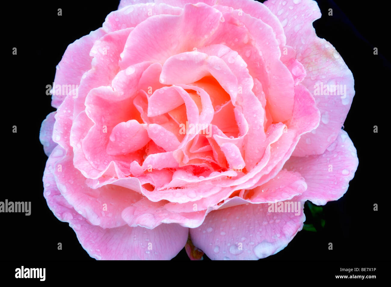Close up of Rosemary Harkness Rose after rain Stock Photo - Alamy