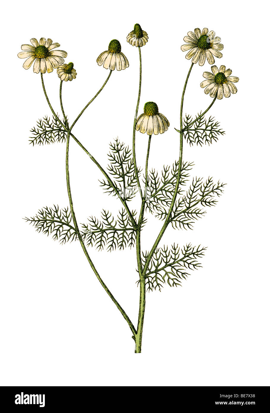 Chamomile Plant Drawing