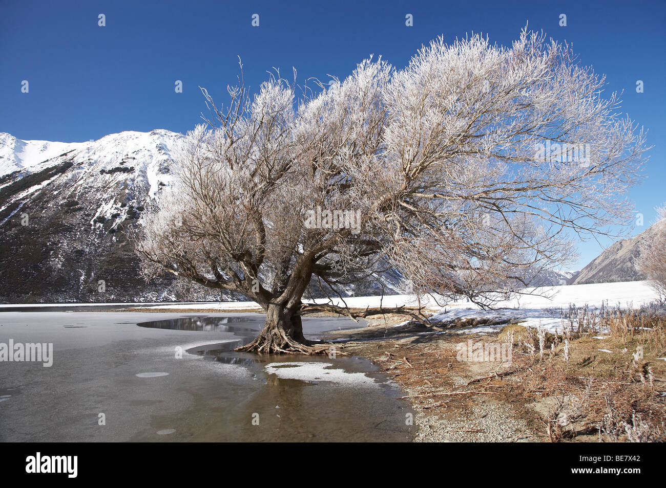 Snowy Willow Tree Night
