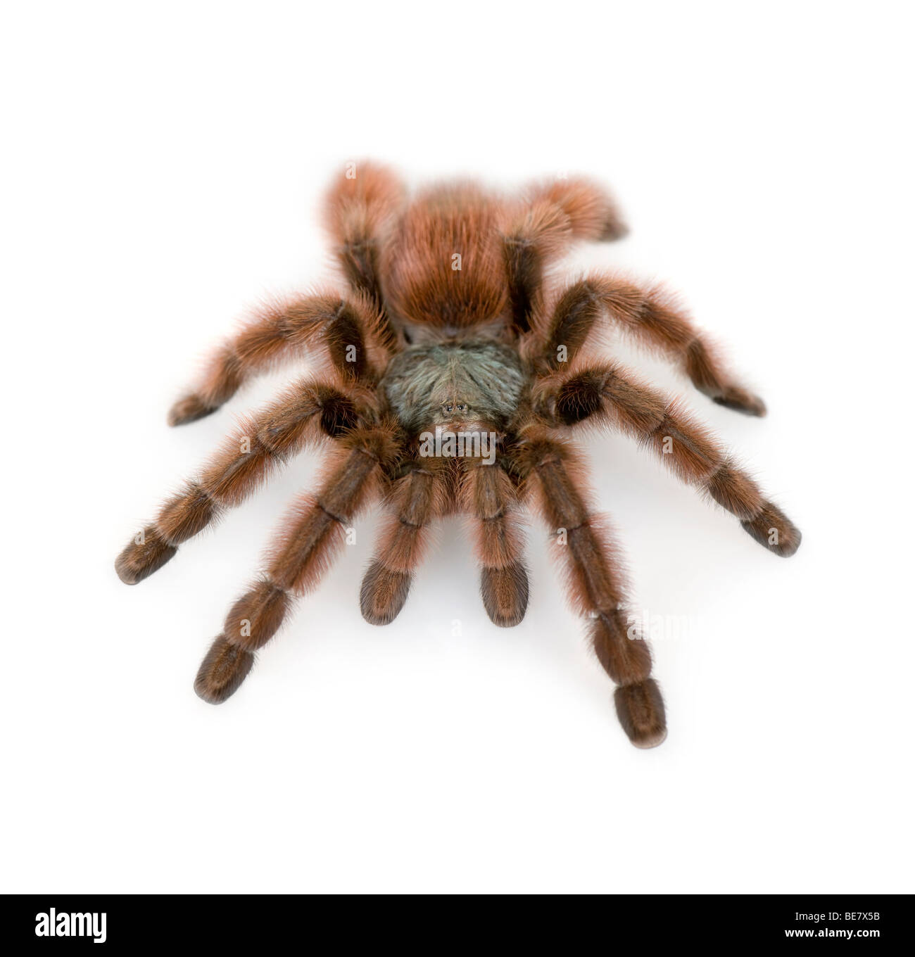 Antilles pinktoe tarantula, Avicularia metallica, against white ...