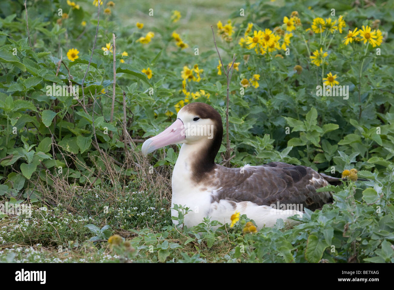 Juvenile Short-tailed Albatross, Phoebastria albatrus, on Midway Atoll ...